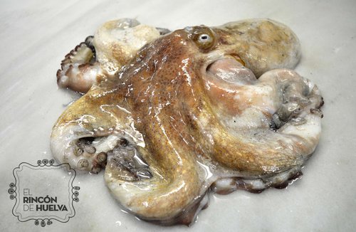 Pulpo (Octopus vulgaris) - El Rincón de Huelva